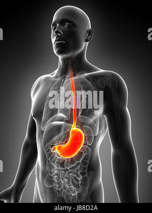 3d rendered illustration of the male stomach Stock Photo - Alamy