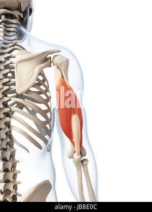 3d rendered muscle illustration of the triceps Stock Photo - Alamy