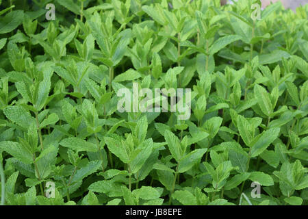 Bush of mint Stock Photo - Alamy