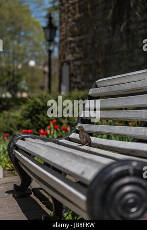 Sparrow on a park wooden bench in summer. Close-Up Of Bird Perching On ...