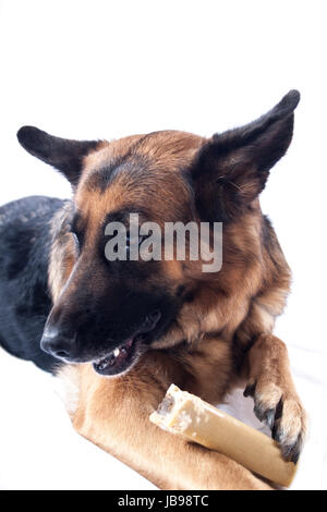 dog german sheperd german sheperd dog pedigree dog laugh laughs ...