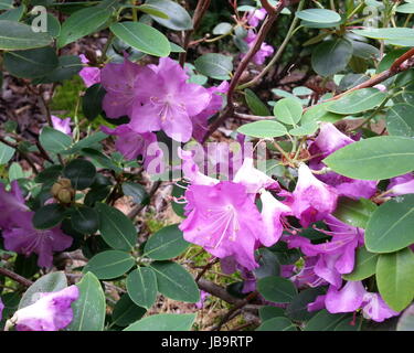 Kyushu azalea , Rhododendron kiusianum kiusianum Stock Photo - Alamy