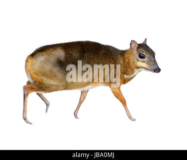 lesser mouse deer isolated on white background Stock Photo - Alamy