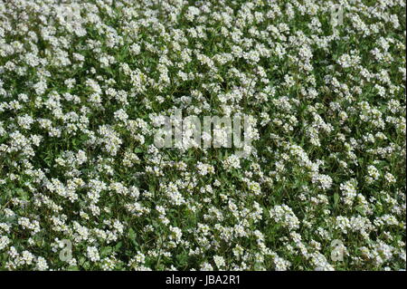 kleefeld - spain Stock Photo - Alamy