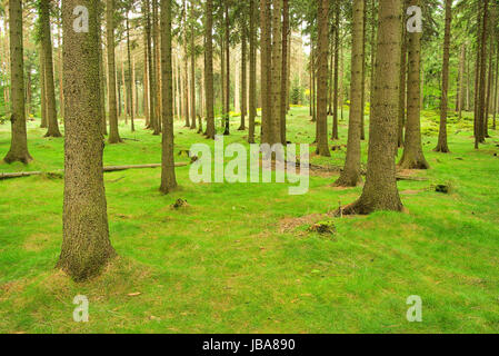Fichtenwald - spruce forest 04 Stock Photo - Alamy