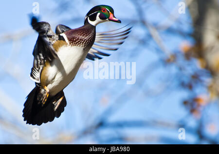 Male Wood Duck In Flight Stock Photo - Alamy