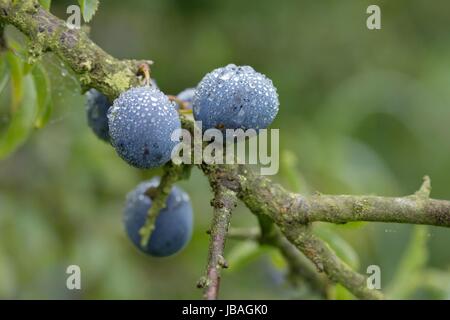 medicinal plant, shrub, medicinal plant, blachthorn, blackthorn, sloe ...