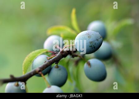 medicinal plant, shrub, medicinal plant, blachthorn, blackthorn, sloe ...