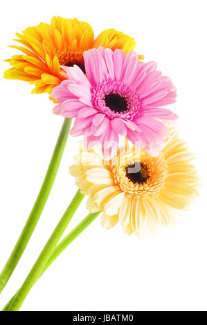 Composition with three gerberas isolated on white background Stock ...