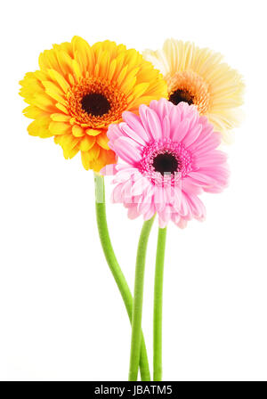 Composition with three gerberas isolated on white background Stock ...