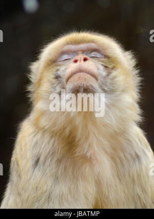 Close up of a young, beautiful yellowish brown to gray barbary macaque ...