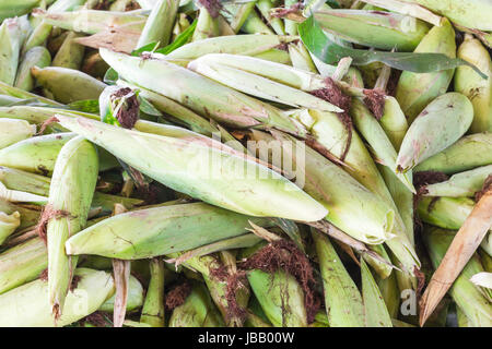 Stack of fresh corn with husk , after the corn harvest Stock Photo - Alamy