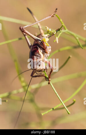 Coulee Cricket, Anabrus longipes, feeding on a plant in the mustard ...