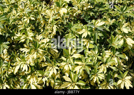 Schefflera Arboricola variegata - dwarf variegated schefflera Stock ...