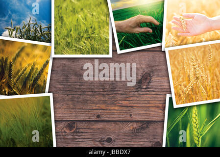 Wheat agriculture photo collage, collection of photos depicting growth ...
