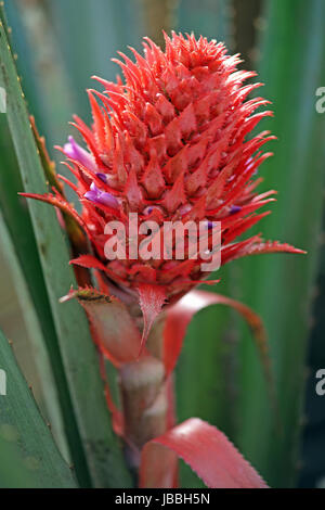 Bromeliad (Pseudananas sagenarius Stock Photo - Alamy