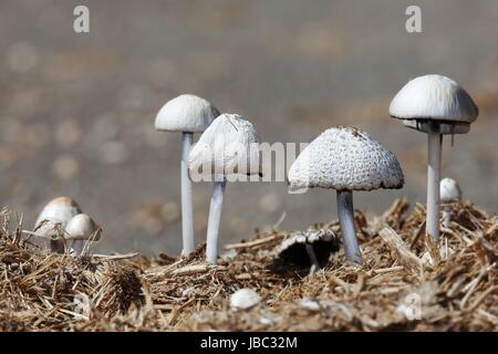 Fungi growing out of elephant dung - Onguma Game Reserve, Namibia ...