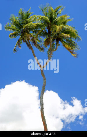 Double-headed coconut tree on Tongatapu island in Tonga. Tongatapu is ...