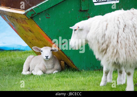 Sheep seeking shelter from the rain beneath a rubbish collection skip ...