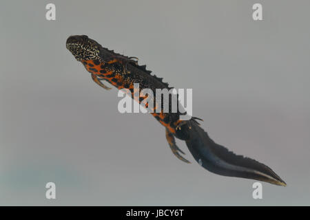 Danube crested newt, Danube newt (Triturus dobrogicus), male, Romania ...