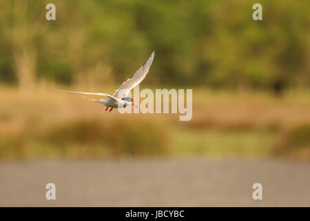 A common tern in the danube delta of romania Stock Photo - Alamy