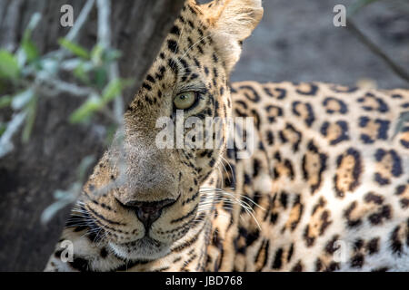 Starring Leopard from behind Stock Photo - Alamy