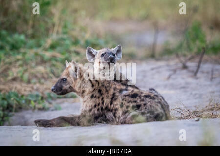 Two young Spotted hyenas laying down in the Chobe National Park ...