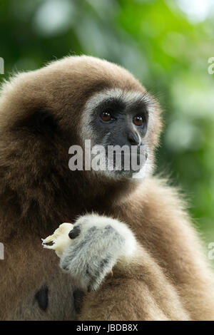 Vertical closeup shot of a cute monkey playing with plastic sitting on ...