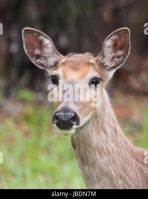 Whitetail Doe Portraits Stock Photo - Alamy