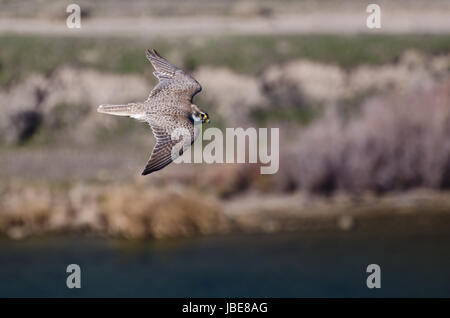 Peregrine Falcon in Flight Viewed From Above Stock Photo - Alamy