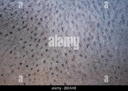 Hippo skin texture background, Hippopotamus Stock Photo - Alamy