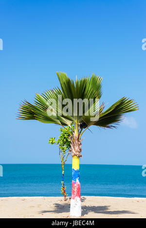 Small palm tree in Tolu, Colombia with the colors of the Colombian flag ...