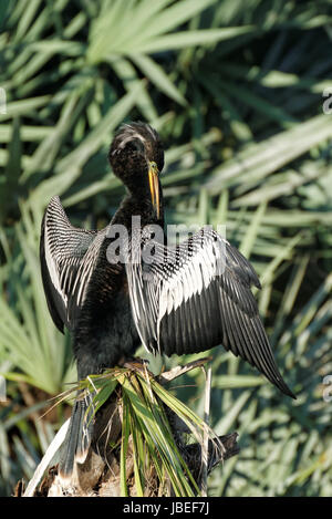 Anhinga; wings spread; feathers wet; on branch; front view; animal ...