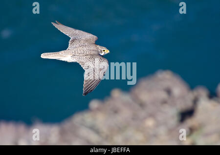 Peregrine Falcon in Flight Viewed From Above Stock Photo - Alamy