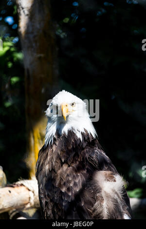 American bald eagle looking at camera Stock Photo - Alamy
