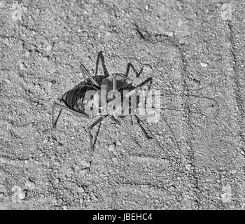 Armoured ground cricket / armored bush cricket (Acanthoplus discoidalis ...