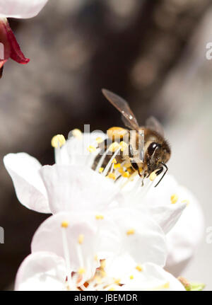 Honey bee enjoying peach blossom on a lovely spring day Stock Photo - Alamy