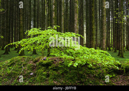 Beech sapling Fagus sylvatica growing in soil cavity on fallen beech ...