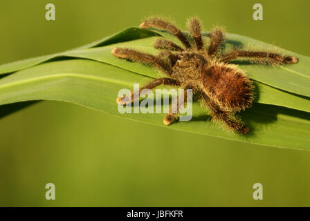 Juvenile Burgundy skeleton tarantula (Ephebopus rufescens) on green ...