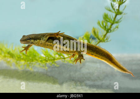 A female Smooth Newt ( Triturus vulgaris ) swimming in an aquarium in ...