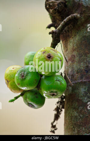 tropical wild figs on ficus tree, food for monkeys! Stock Photo - Alamy