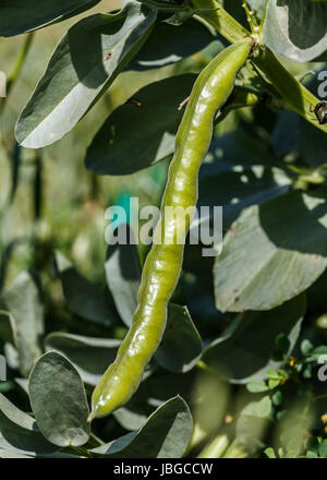 Vicia faba, known as broad beans, have white and black flowers from ...