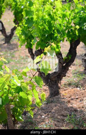little grapes - spain Stock Photo - Alamy