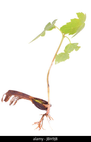 maple tree with roots isolated on white background Stock Photo - Alamy