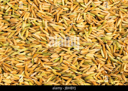 Reis, rohe Reiskörner zum Trocknen nach der Ernte ausgelegt Stock Photo ...