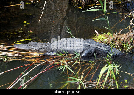 Alligator in den Everglades Stock Photo - Alamy