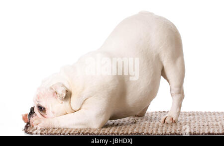 dog bowing - bulldog puppy with bum up in the air on white background ...