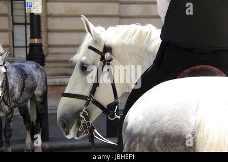 Mounted police in Whitehall returning to Scotland Yard stables Stock ...