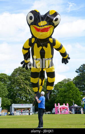 Bedford, Bedfordshire, UK. 11th June, 2017. Large lizard kite taking ...