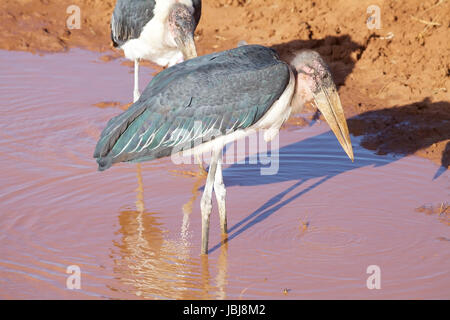 Marabou stork (Leptoptilos crumeniferos) in the waterhole at the Tsavo ...